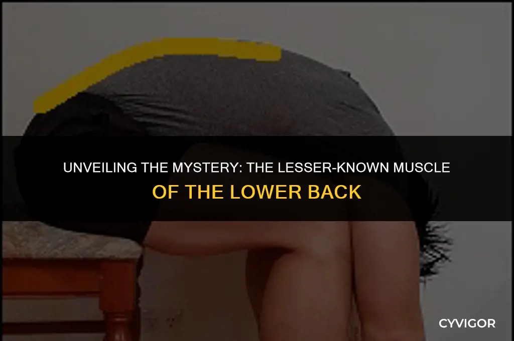 Unveiling The Mystery: The Lesser-Known Muscle Of The Lower Back | CyVigor