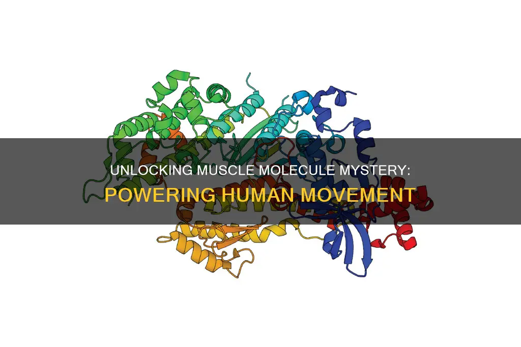 Unlocking Muscle Molecule Mystery: Powering Human Movement | CyVigor