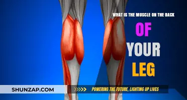 Understanding The Anatomy: The Muscle At The Back Of Your Thigh | CyVigor