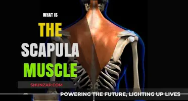The Sphincter Muscle: Understanding Its Function And Anatomy | CyVigor