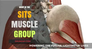 Understanding The Pectoralis Major: Functions, Anatomy, And ...