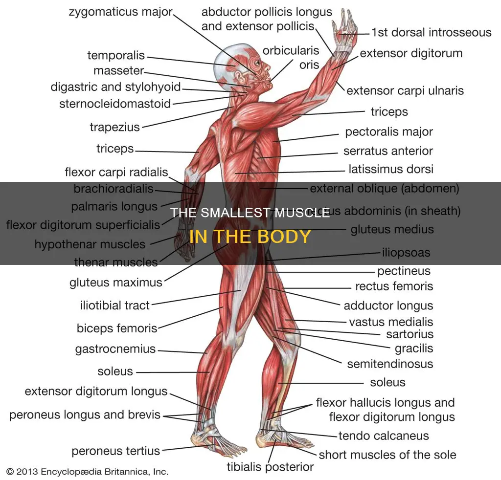 The Smallest Muscle In The Body | CyVigor