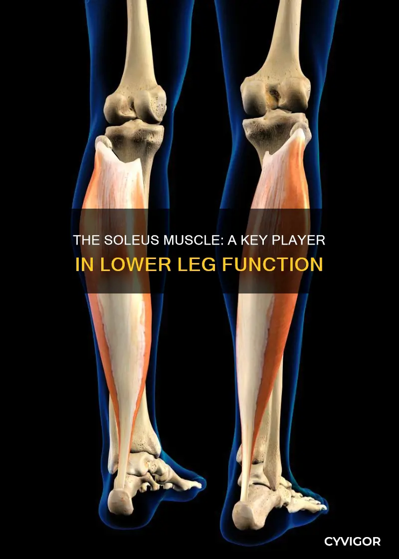 The Soleus Muscle: A Key Player In Lower Leg Function | CyVigor