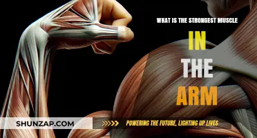 Understanding The Upper Inner Arm Muscle: Anatomy And Function ...