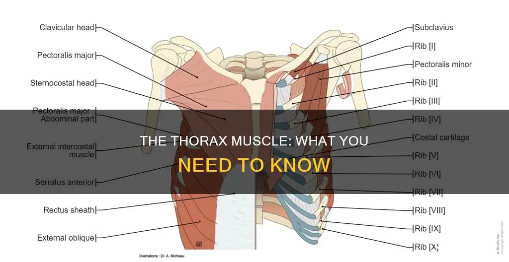 The Thorax Muscle: What You Need To Know | CyVigor
