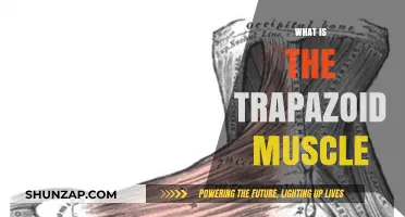 The Stapedius Muscle: Smallest But Mighty | CyVigor