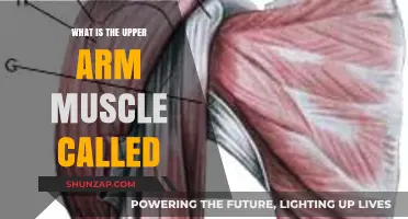 Understanding Arm Abduction: The Key Muscle Behind This Movement | CyVigor