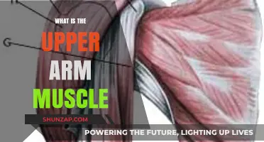 Understanding The Muscles Under Your Arm: Anatomy And Function ...