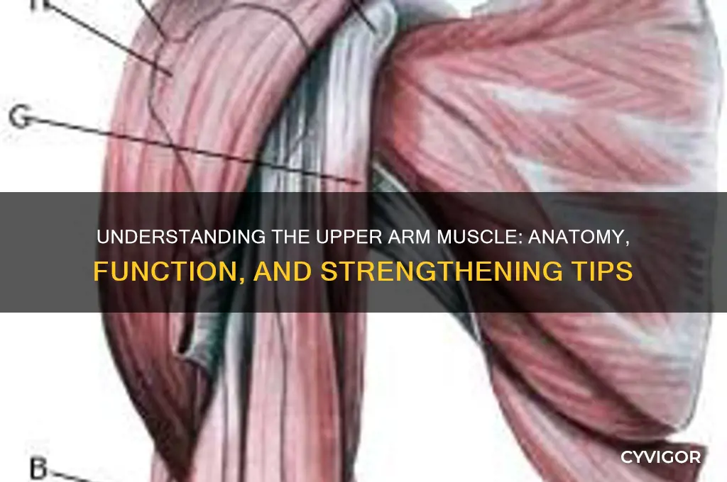 Understanding The Upper Arm Muscle: Anatomy, Function, And ...