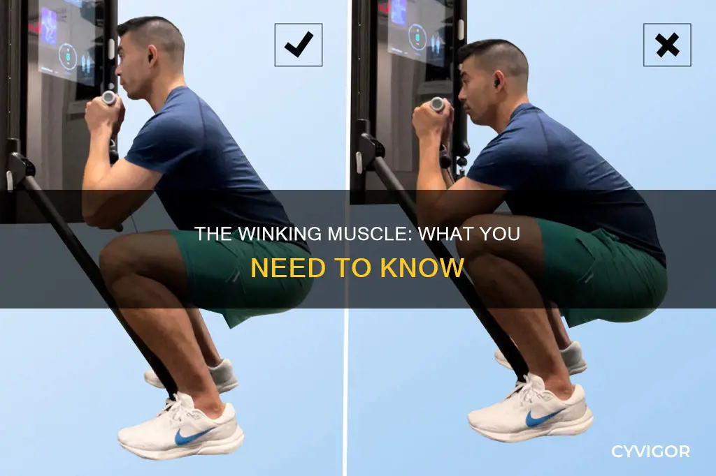 The Winking Muscle: What You Need To Know | CyVigor