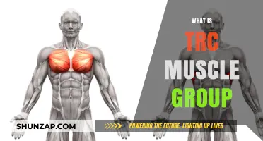 Upper Body Muscles: Key Groups For Strength And Definition | CyVigor