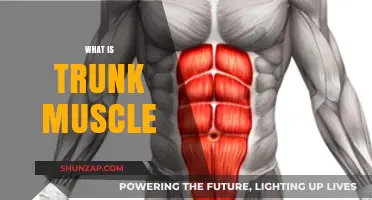 The Ventrogluteal Muscle: A Guide To This Quadrant Muscle | CyVigor