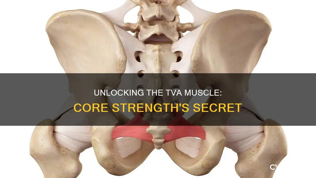 Unlocking The Tva Muscle: Core Strength's Secret | CyVigor