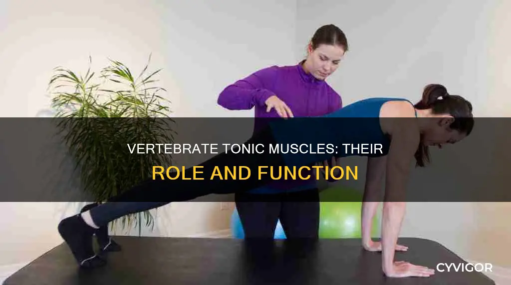 Vertebrate Tonic Muscles: Their Role And Function | CyVigor
