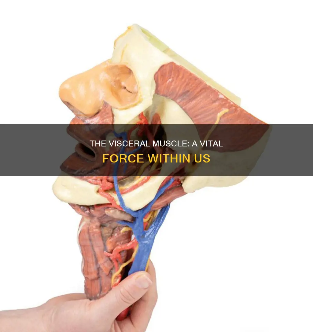 The Visceral Muscle: A Vital Force Within Us | CyVigor