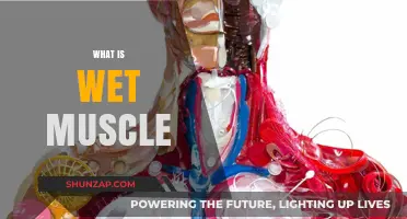 Explore Your Body's Extrinsic Muscles And Their Functions | CyVigor