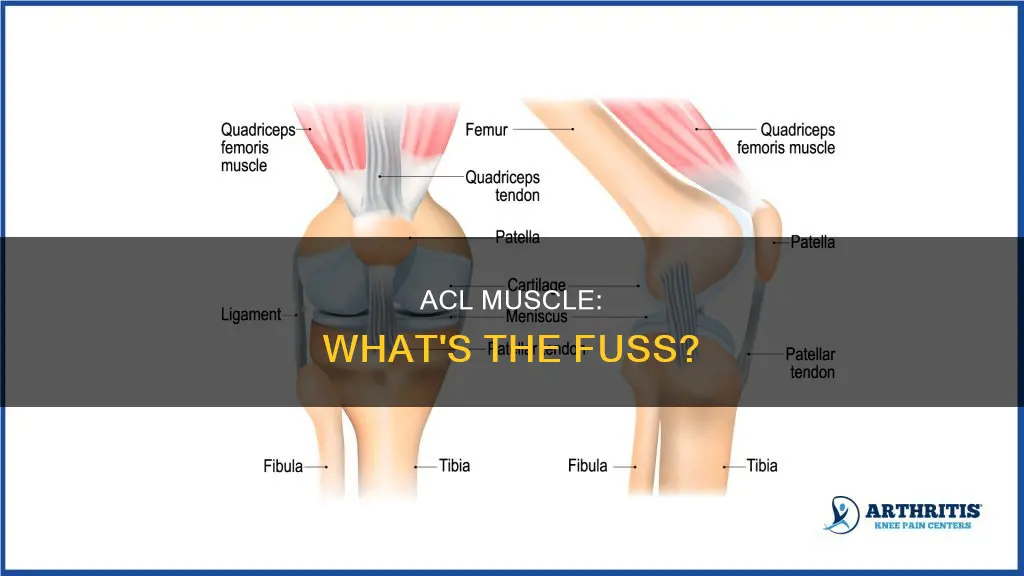 Acl Muscle: What's The Fuss? | CyVigor