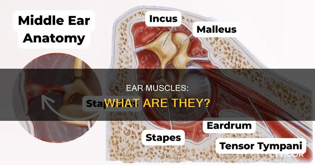 Ear Muscles: What Are They? | CyVigor