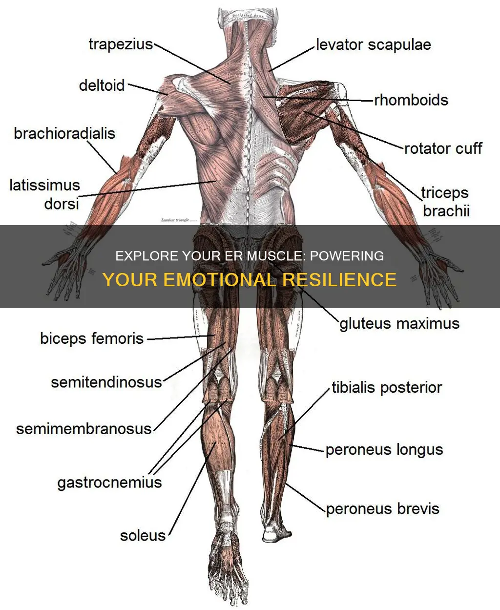 Explore Your Er Muscle: Powering Your Emotional Resilience | CyVigor