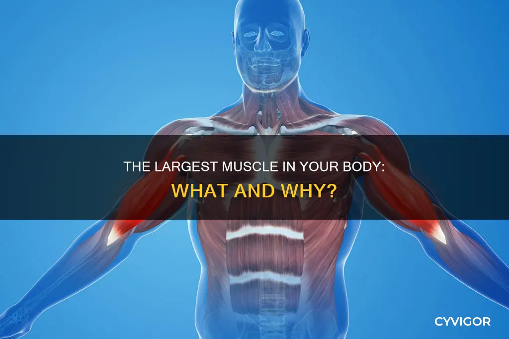 The Largest Muscle In Your Body: What And Why? | CyVigor