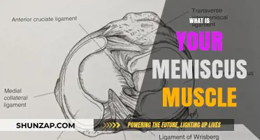 Gluteal Anatomy: Understanding Your Buttocks Muscles | CyVigor