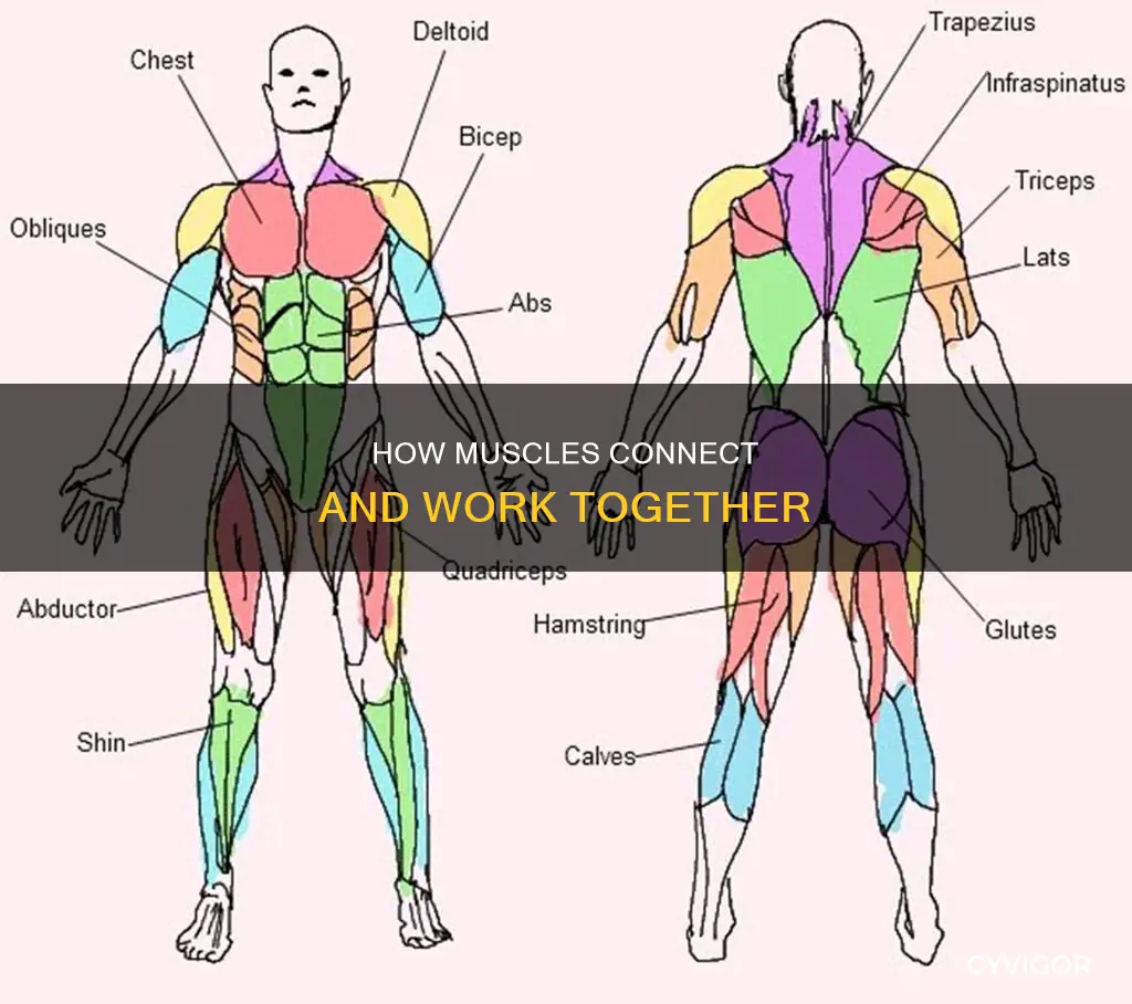 How Muscles Connect And Work Together | CyVigor