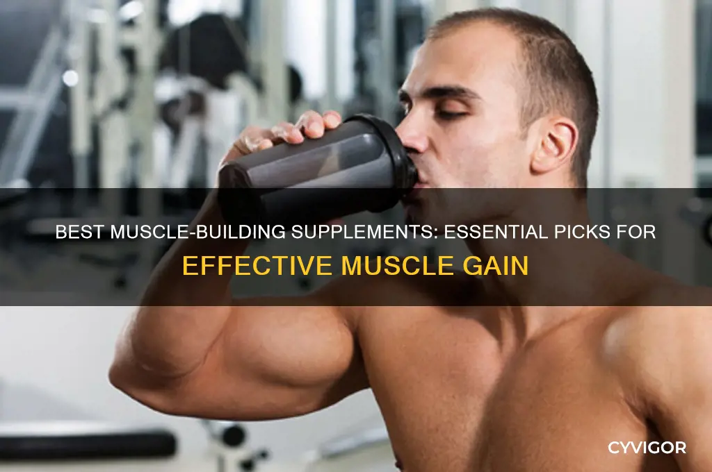 Best Muscle-Building Supplements: Essential Picks For Effective Muscle ...