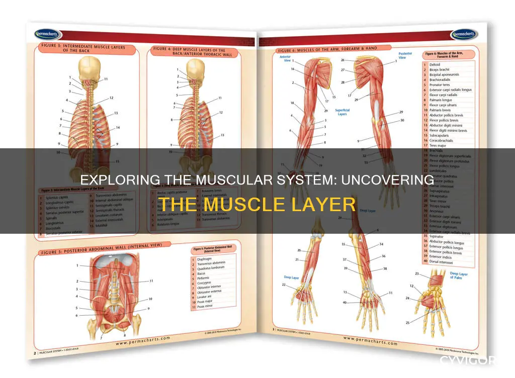 Exploring The Muscular System: Uncovering The Muscle Layer | CyVigor