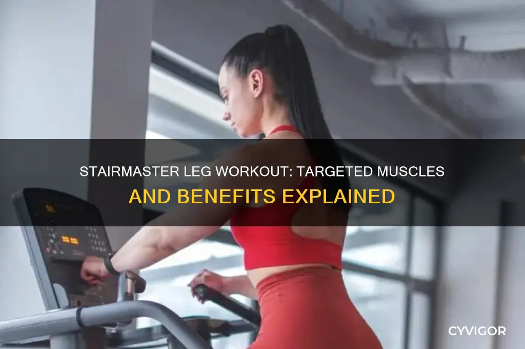 Stairmaster Leg Workout: Targeted Muscles And Benefits Explained | CyVigor