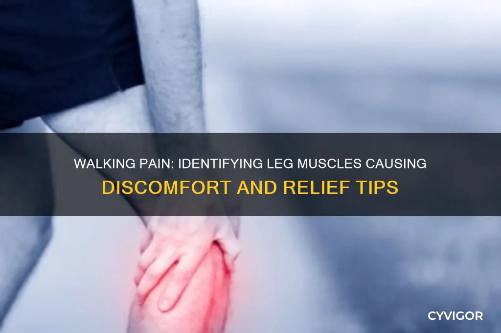 Walking Pain: Identifying Leg Muscles Causing Discomfort And Relief ...