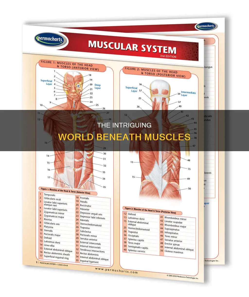 The Intriguing World Beneath Muscles | CyVigor