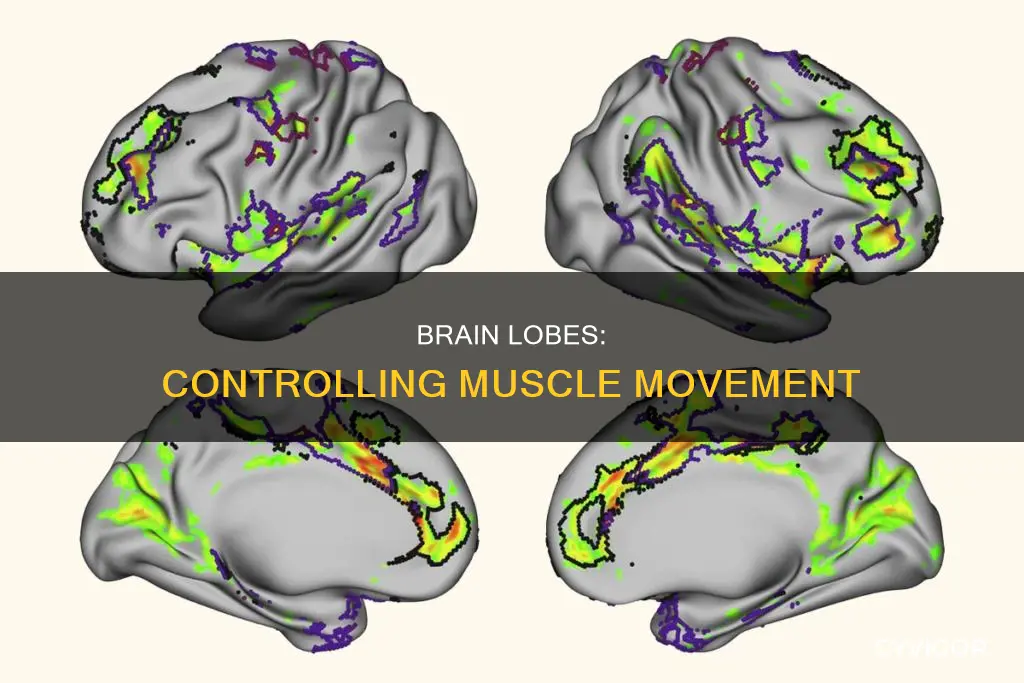 Brain Lobes: Controlling Muscle Movement | CyVigor