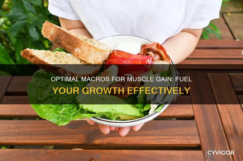 Optimal Macros For Muscle Gain: Fuel Your Growth Effectively | CyVigor