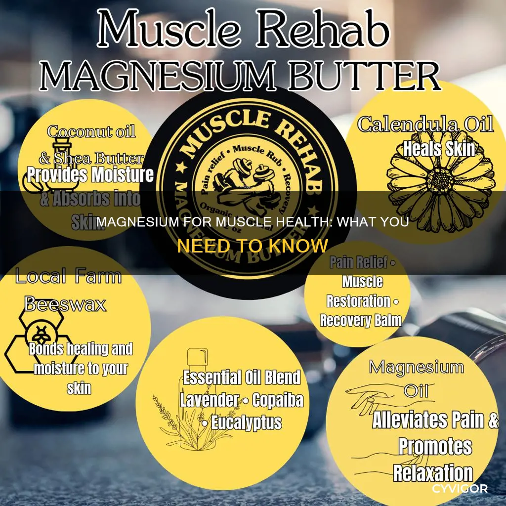 Magnesium For Muscle Health: What You Need To Know | CyVigor