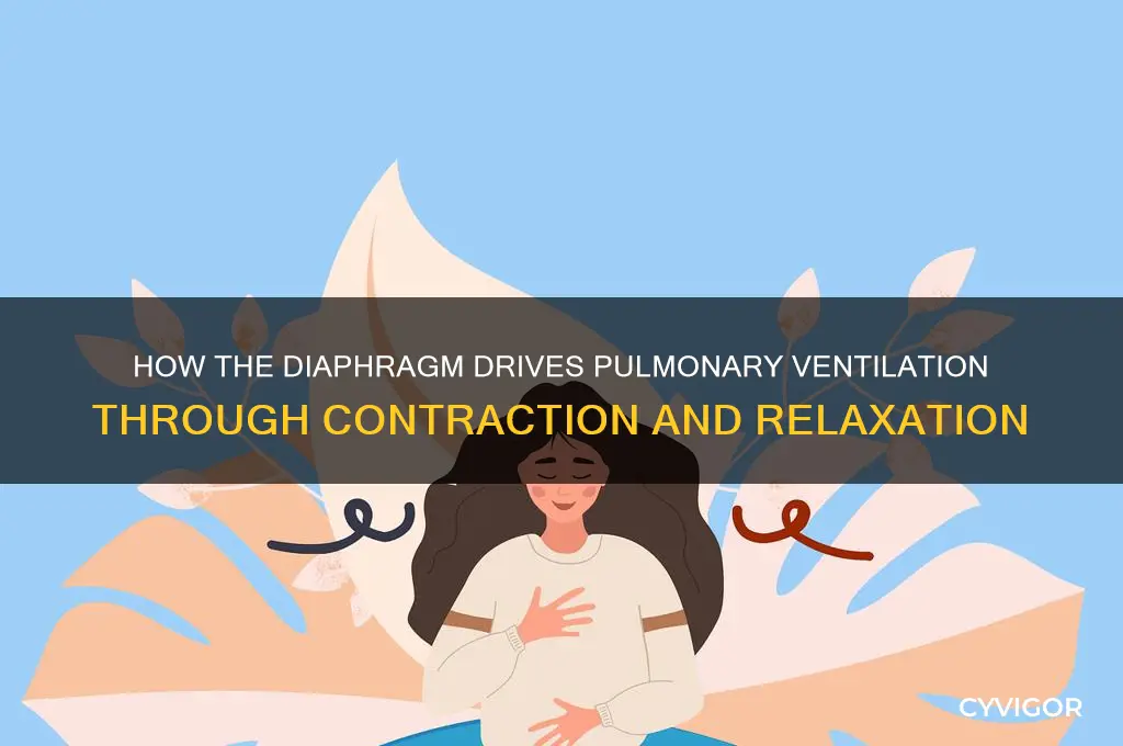How The Diaphragm Drives Pulmonary Ventilation Through Contraction And ...