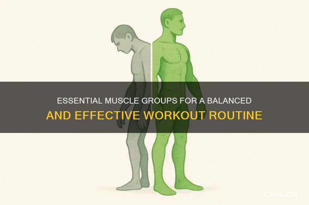 Essential Muscle Groups For A Balanced And Effective Workout Routine ...