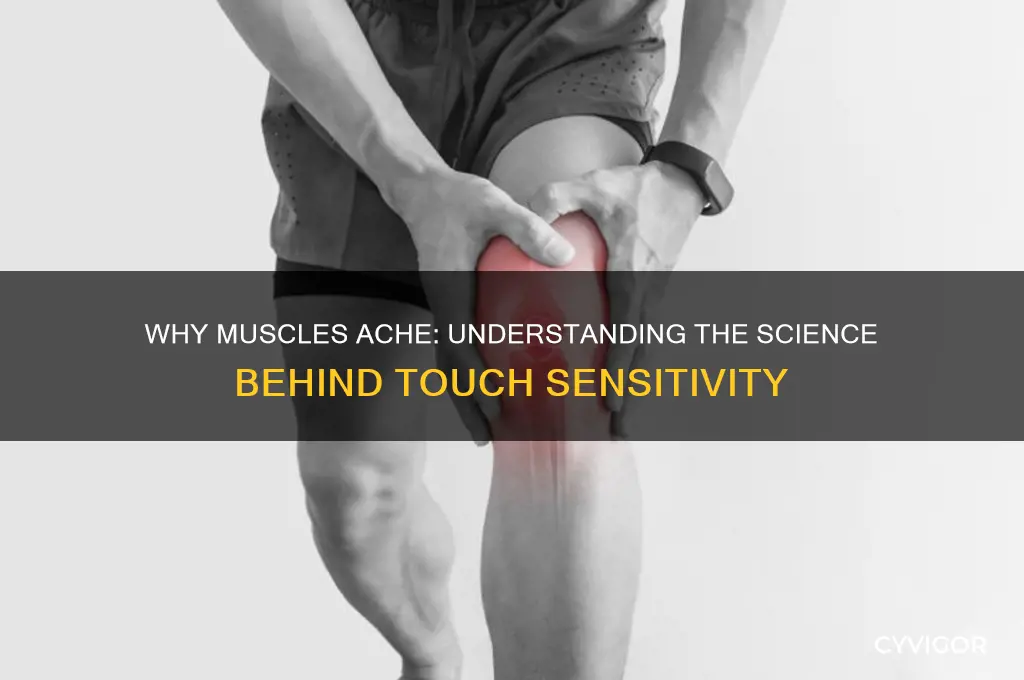 Why Muscles Ache: Understanding The Science Behind Touch Sensitivity ...