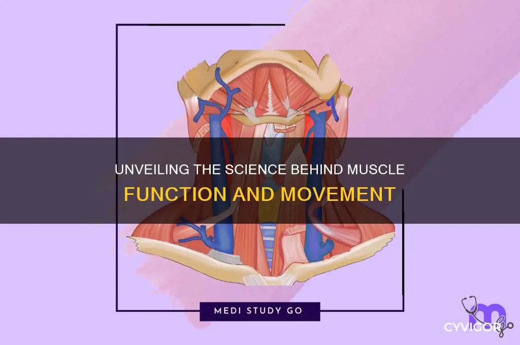 Unveiling The Science Behind Muscle Function And Movement | CyVigor