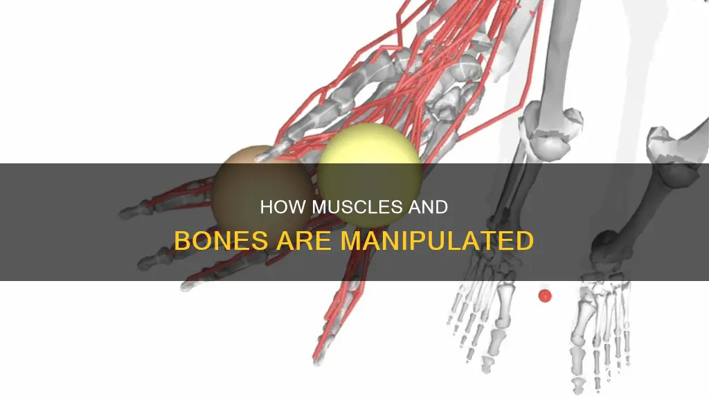 How Muscles And Bones Are Manipulated | CyVigor