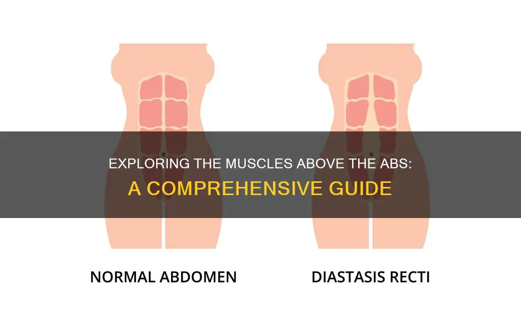 Exploring The Muscles Above The Abs: A Comprehensive Guide | CyVigor