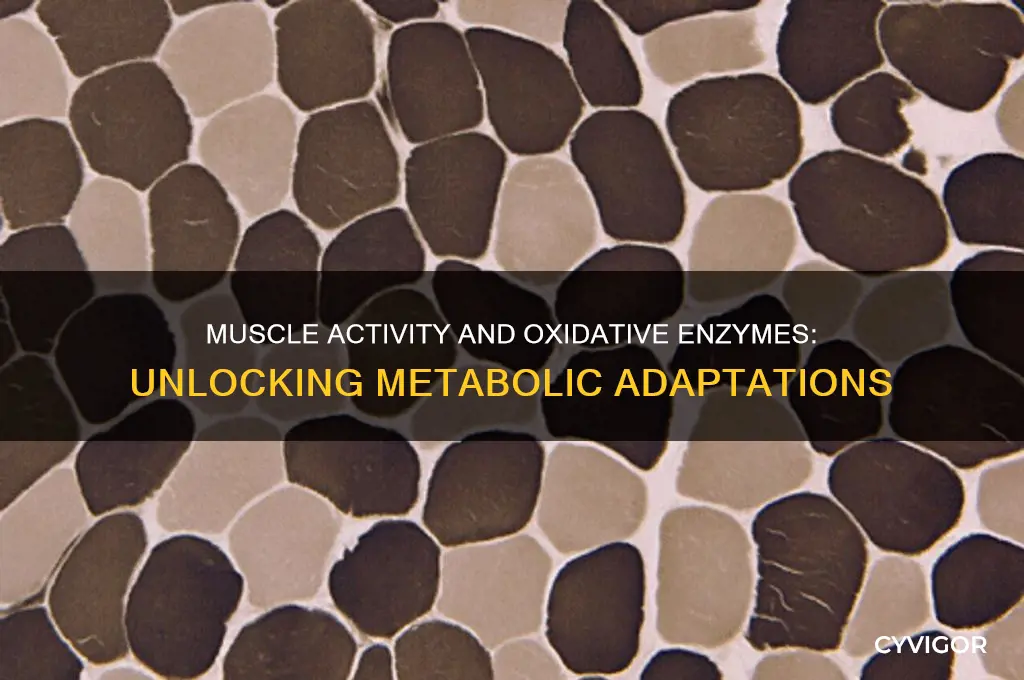Muscle Activity And Oxidative Enzymes: Unlocking Metabolic Adaptations ...