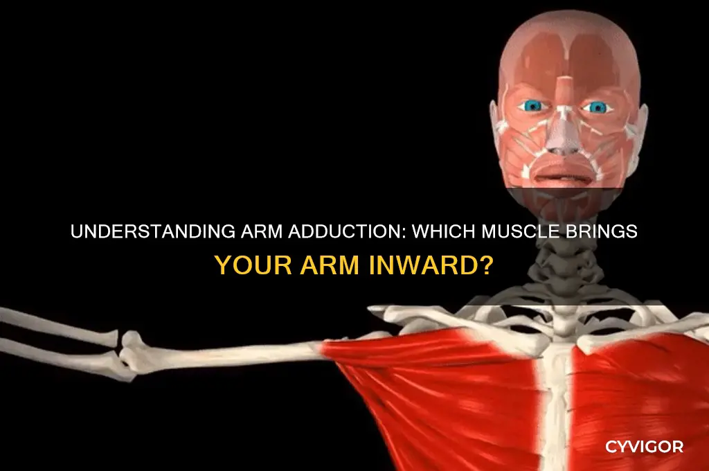 Understanding Arm Adduction: Which Muscle Brings Your Arm Inward? | CyVigor