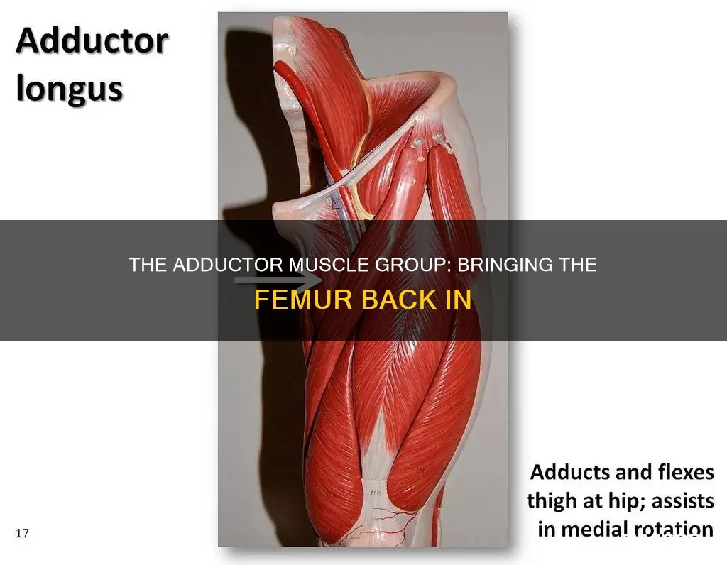 The Adductor Muscle Group: Bringing The Femur Back In | CyVigor