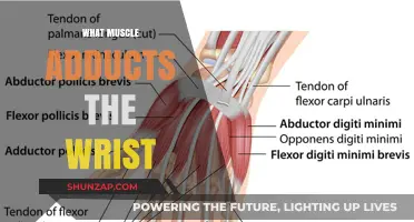 The Adductor Pollicis Muscle: Thumb Adduction Explained | CyVigor