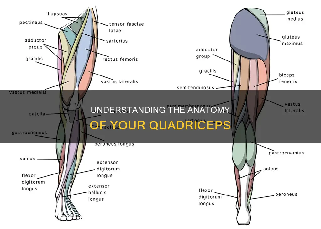Understanding The Anatomy Of Your Quadriceps | CyVigor