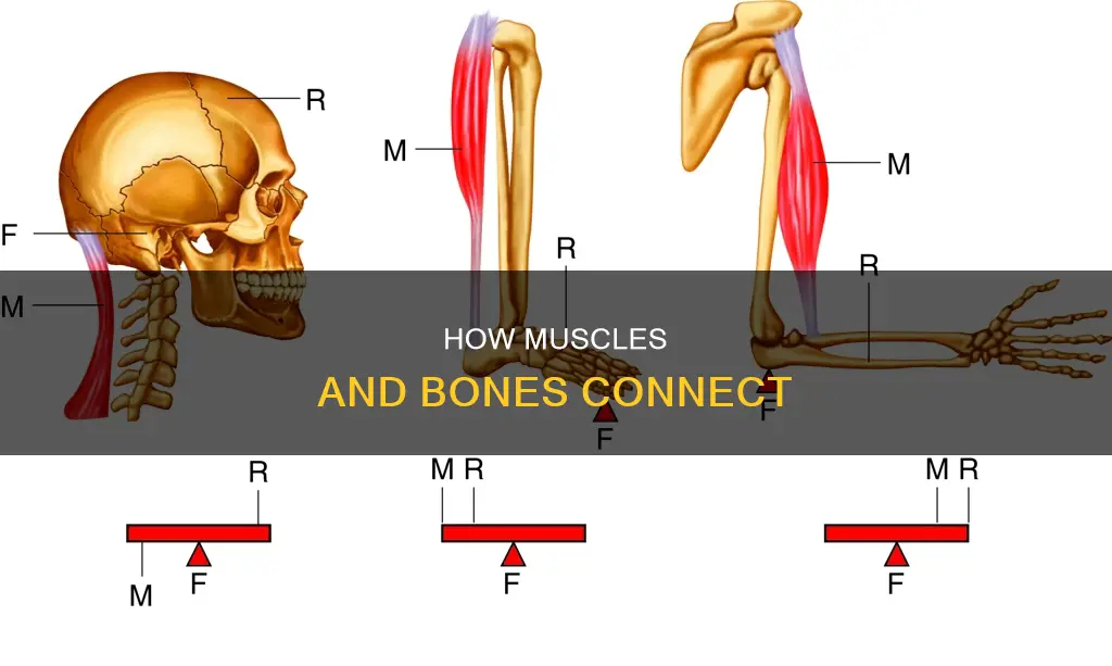 How Muscles And Bones Connect | CyVigor