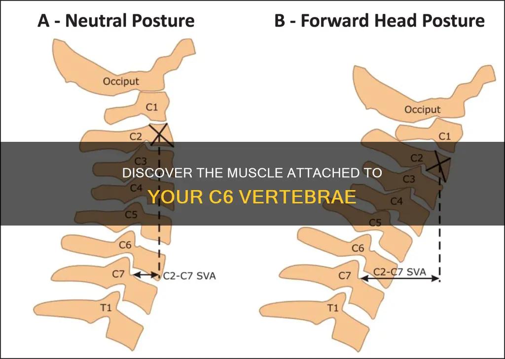 Discover The Muscle Attached To Your C6 Vertebrae | CyVigor