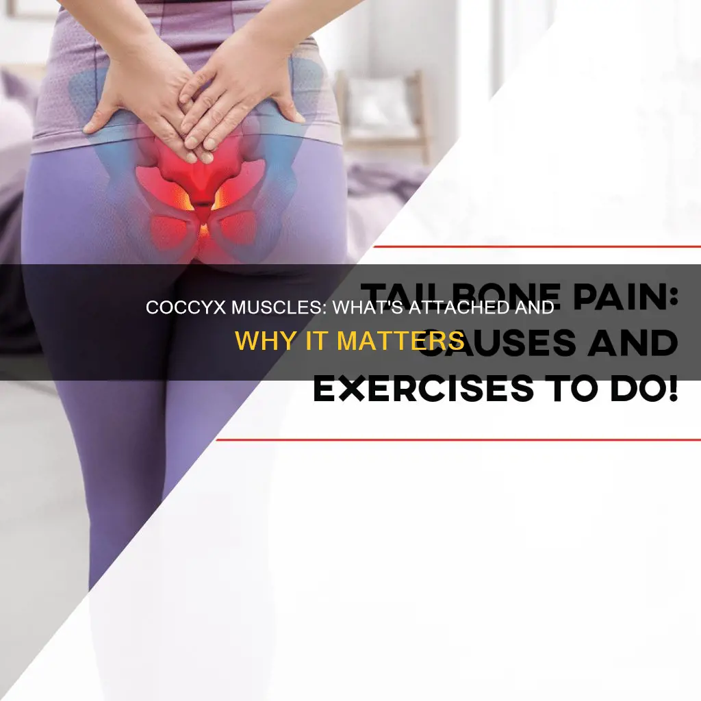Coccyx Muscles: What's Attached And Why It Matters | CyVigor