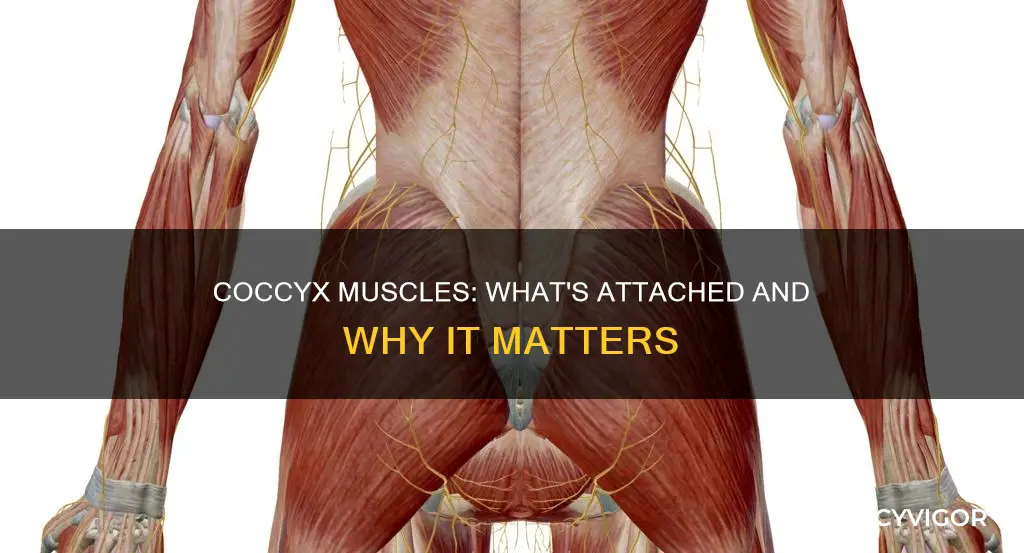 Coccyx Muscles: What's Attached And Why It Matters | CyVigor