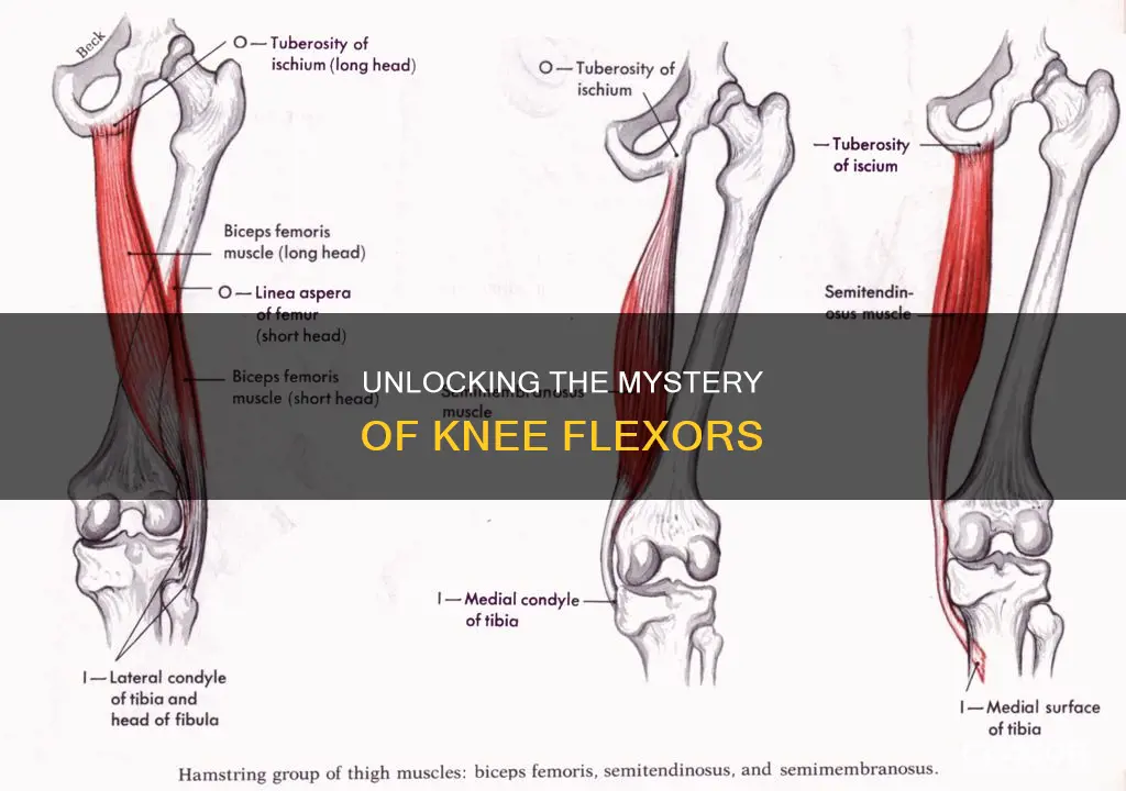 Unlocking The Mystery Of Knee Flexors | CyVigor